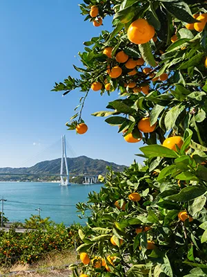 The Seto Inland Sea: Where Serene Seas and Gentle Time Flow